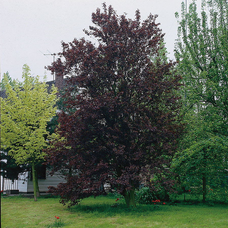 Prydnadsträd BlodBok @Plant 125-150 cm Fagus Sylvatica Purpurea